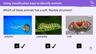 classification keys to identify animals - science | PPTX