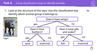 classification keys to identify animals - science | PPTX