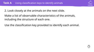 classification keys to identify animals - science | PPT