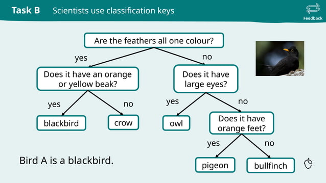 classification keys to identify animals - science | PPT