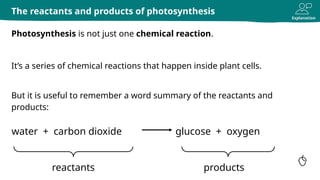 Understanding Photosynthesis: Reactants, Products, and Plant Nutrition ...