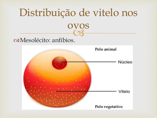Noções De Embriologia Animal - Deise Martins (Enfermeira)