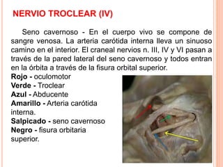 Pares Craneales | PPTX