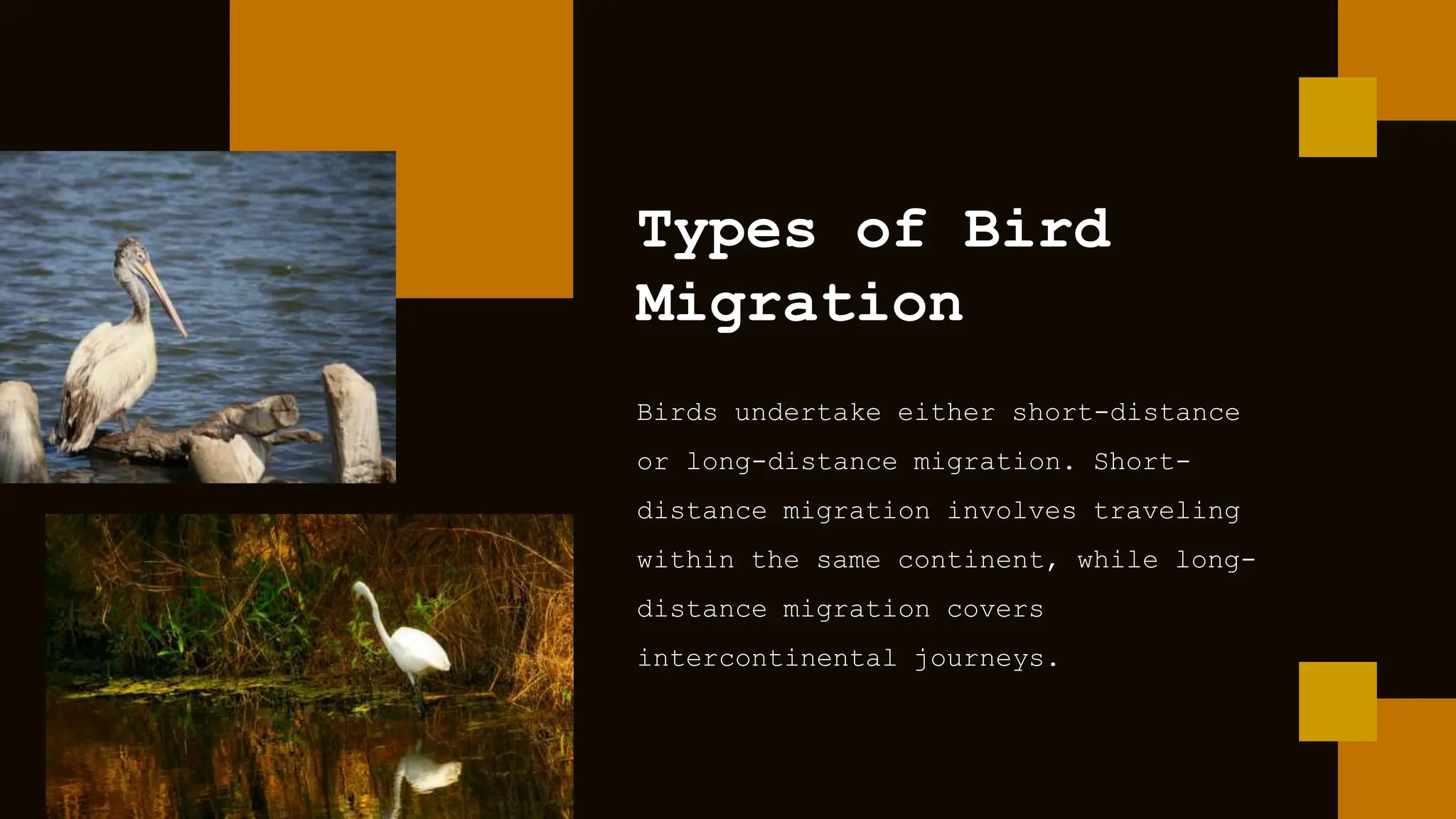 SlideEgg-703870-Bird Migration PPT Presentation.pptx