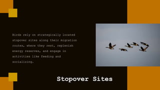 SlideEgg-703870-Bird Migration PPT Presentation.pptx