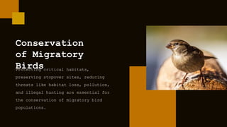 SlideEgg-703870-Bird Migration PPT Presentation.pptx