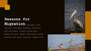 SlideEgg-703870-Bird Migration PPT Presentation.pptx