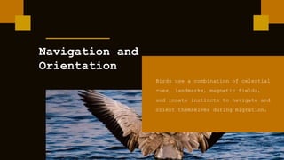 SlideEgg-703870-Bird Migration PPT Presentation.pptx