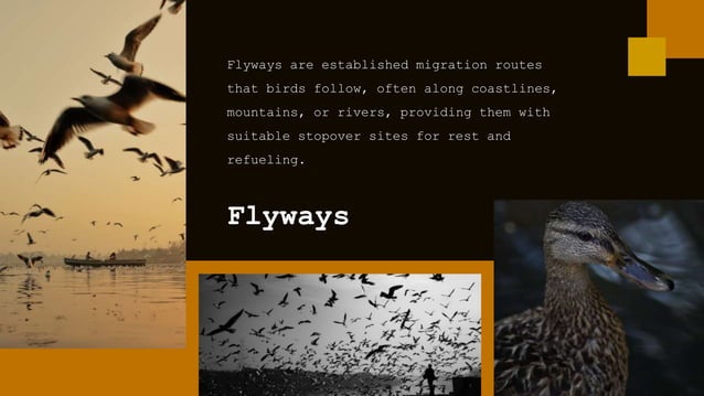 SlideEgg-703870-Bird Migration PPT Presentation.pptx