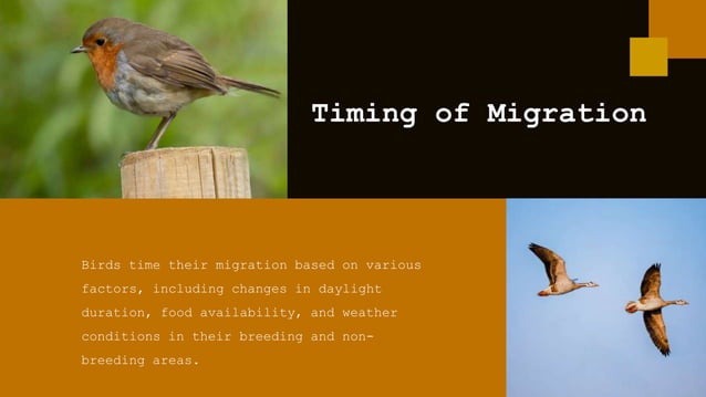 SlideEgg-703870-Bird Migration PPT Presentation.pptx
