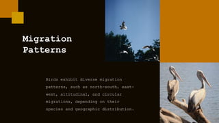 SlideEgg-703870-Bird Migration PPT Presentation.pptx