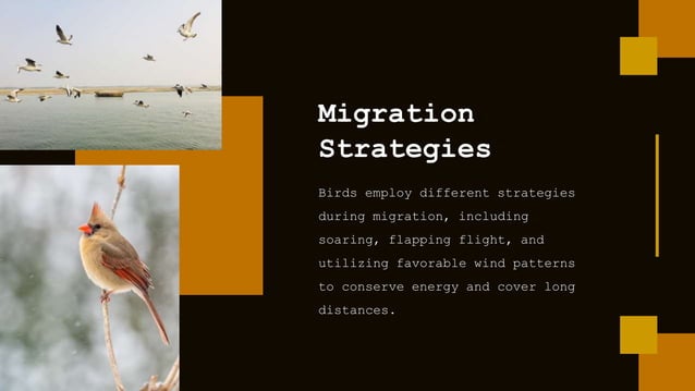 SlideEgg-703870-Bird Migration PPT Presentation.pptx