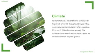 Slide_Egg-704609-Rainforest Google Slides Theme.pptx