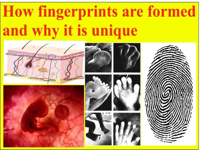 Why Do We Have Fingerprint And Why It Is Unique Why Do We Have Fingerprint And Why It Is Unique