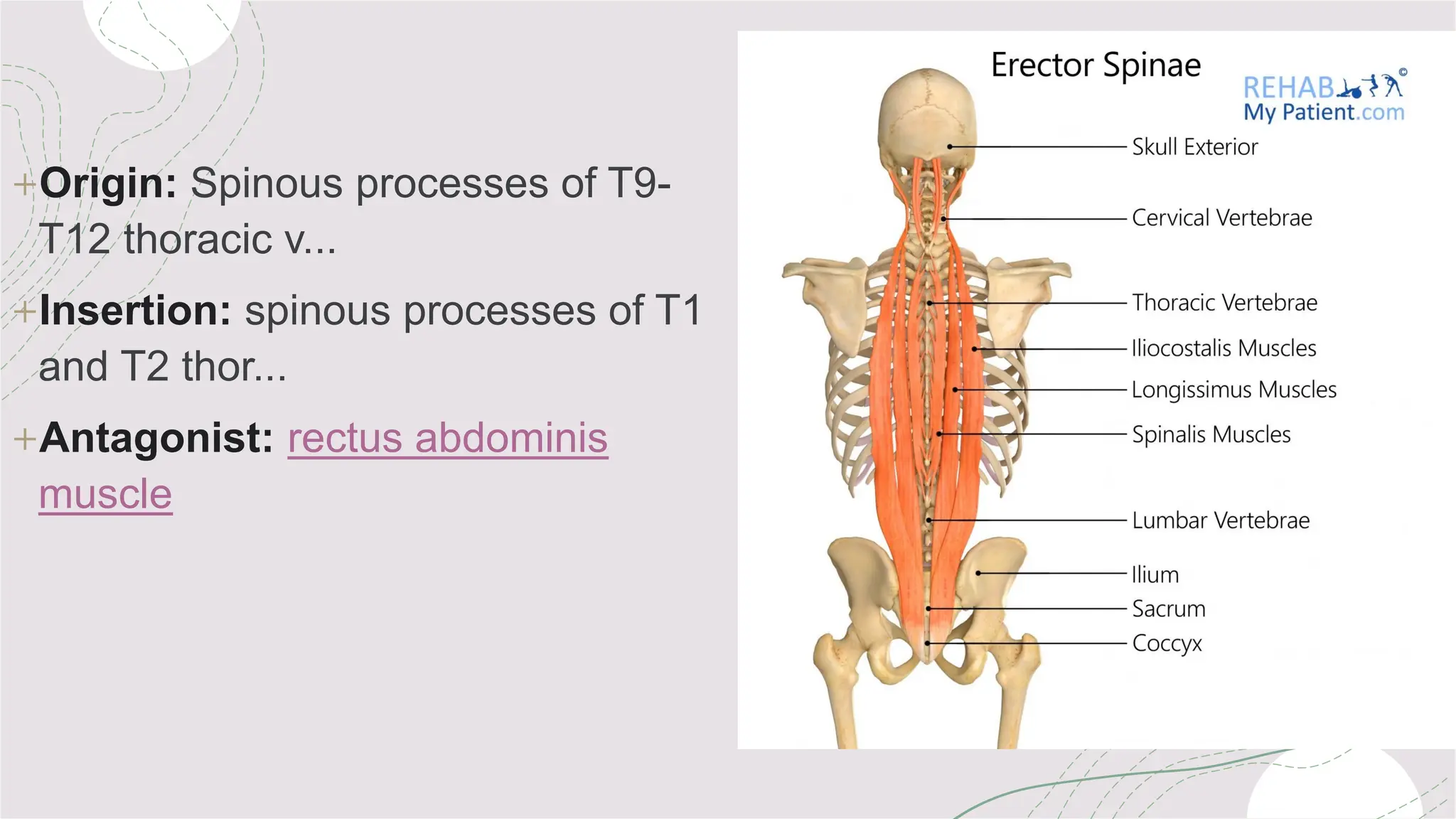 slide group 004 Muscles-rectus abd.pdf anatomy | PPT