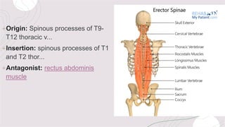 slide group 004 Muscles-rectus abd.pdf anatomy | PDF