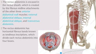 slide group 004 Muscles-rectus abd.pdf anatomy | PPT