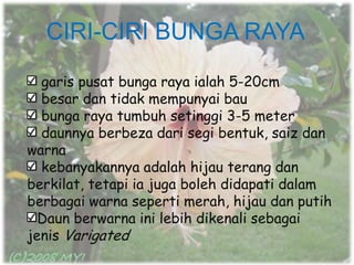 BUNGA RAYA.. | PPTX
