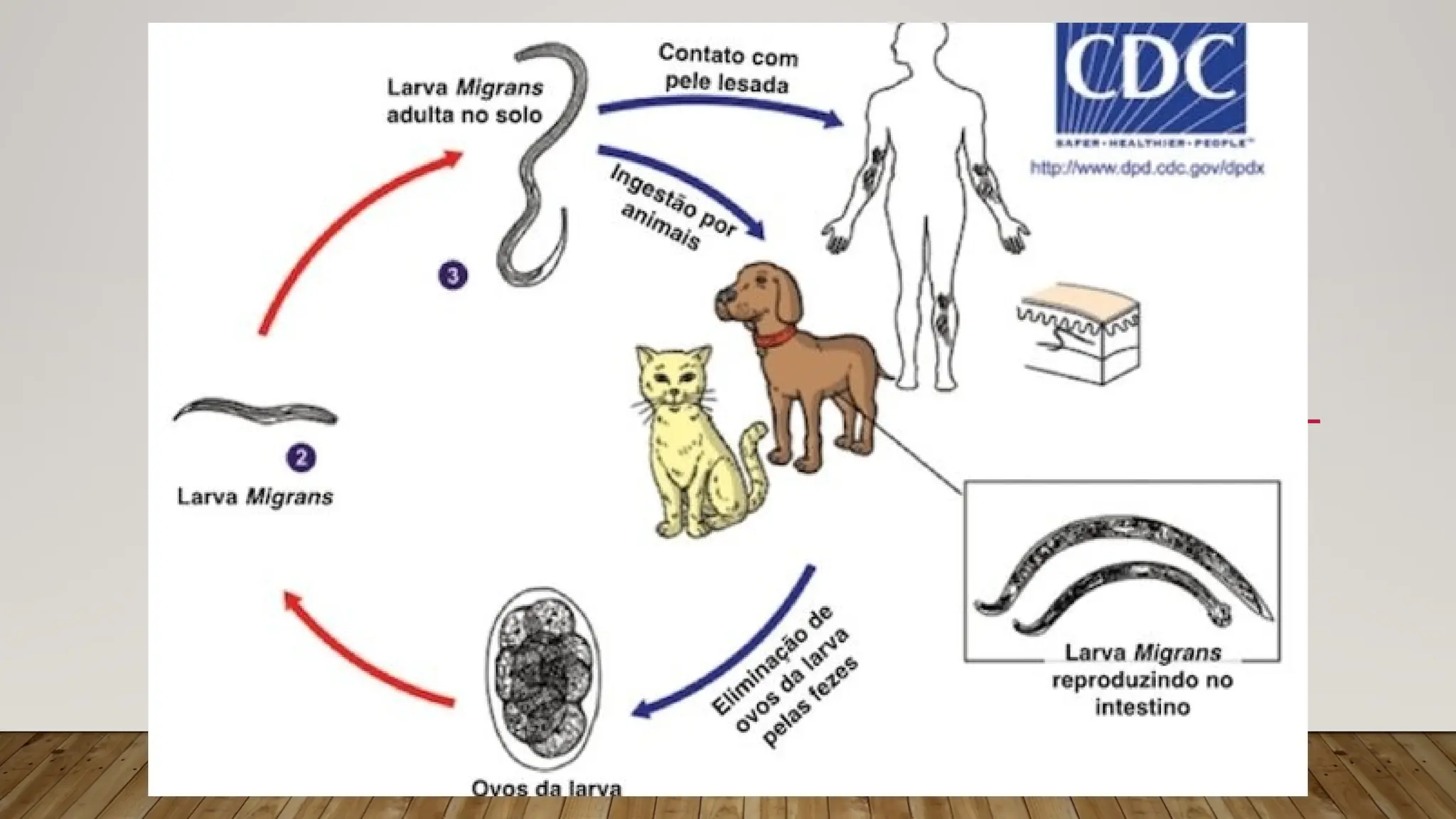 Ciclo De Vida Do Ancilostoma Caninum