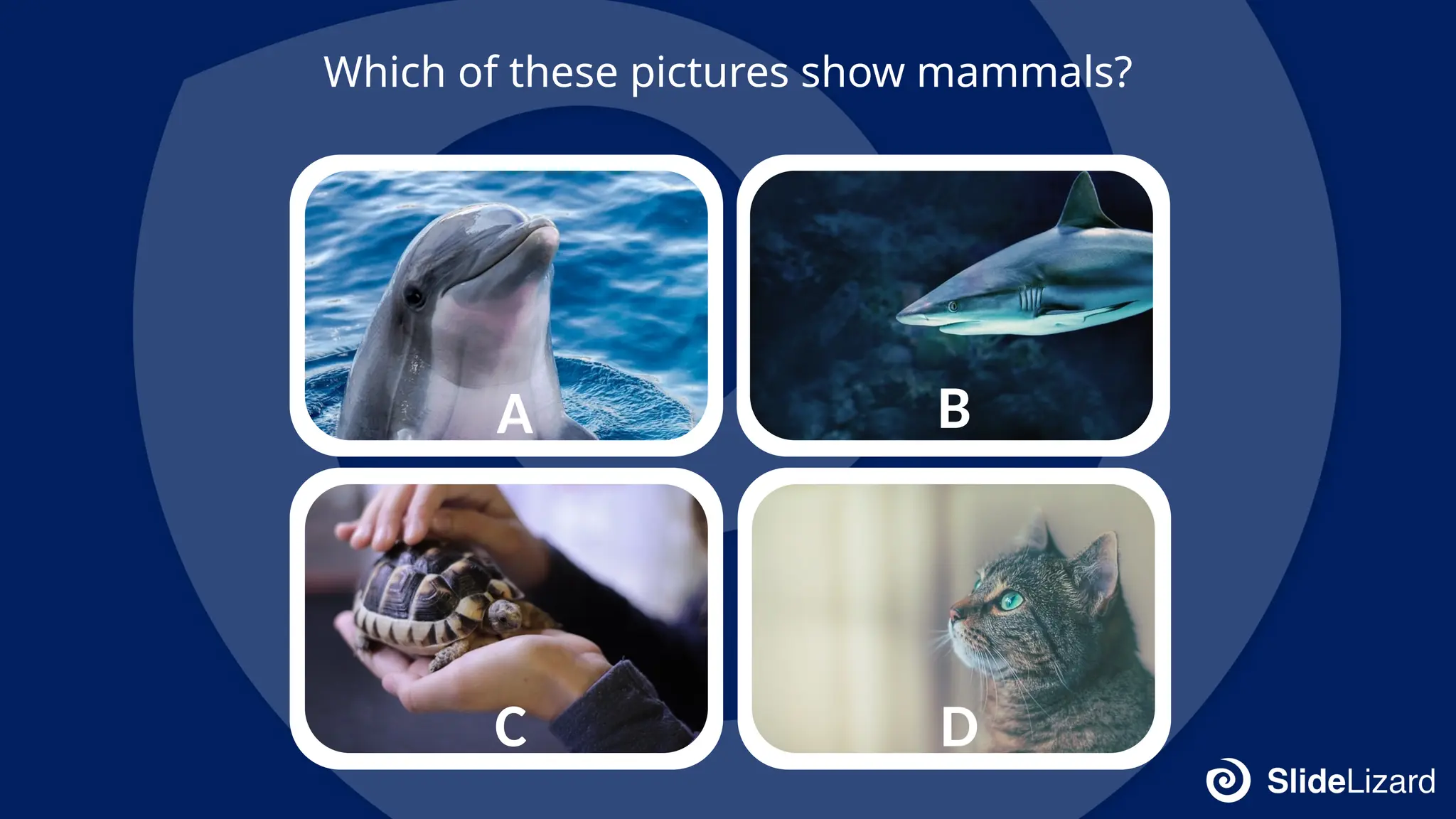 SlideLizard Quiz Templates for quiz bee.pptx