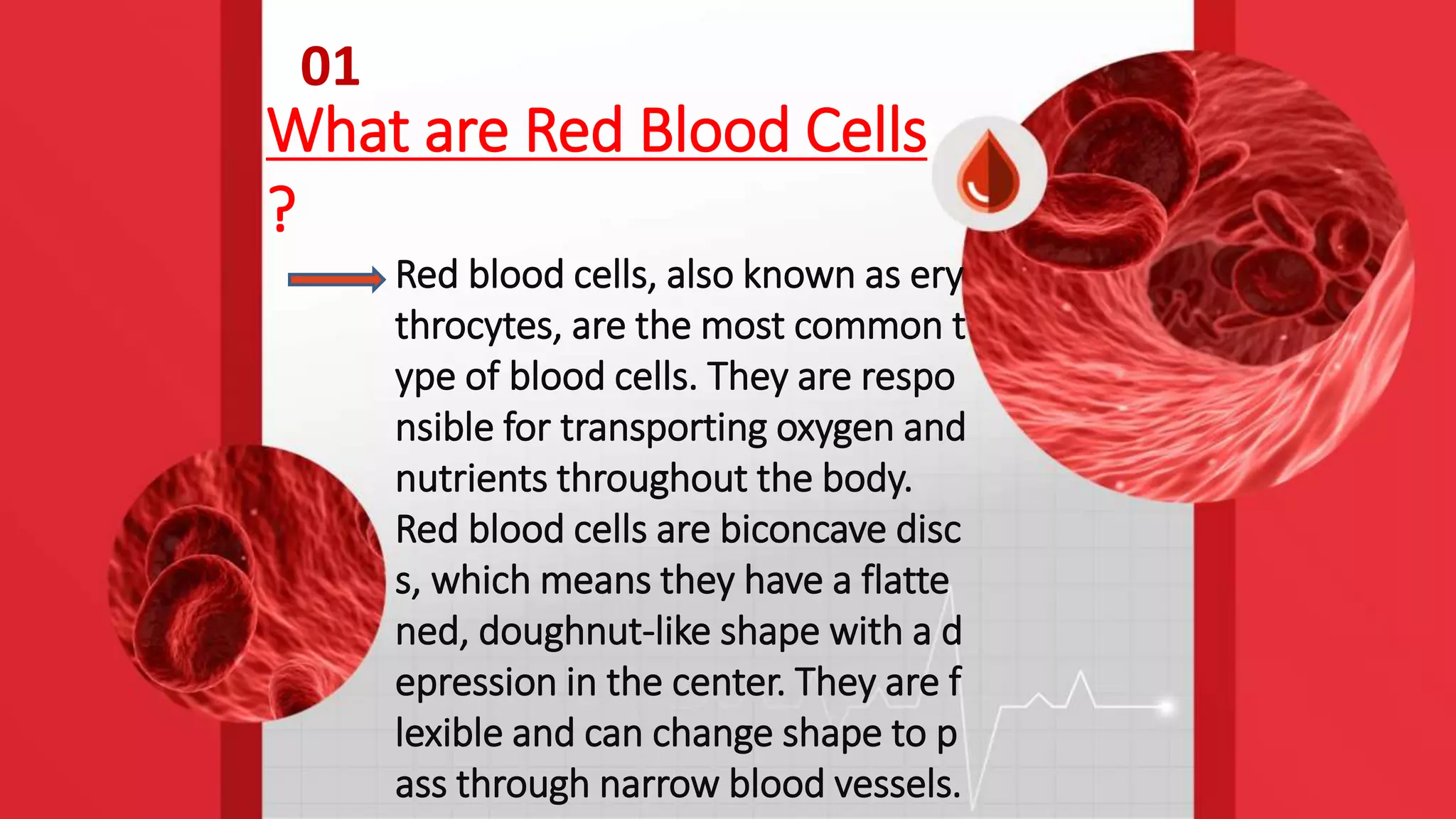 Red blood cells | PPT
