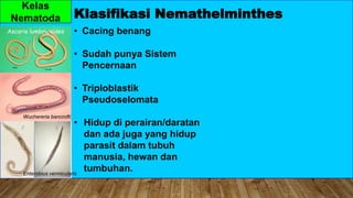 slide filum nemathelminthes biologi.pptx. | PPT | Free Download