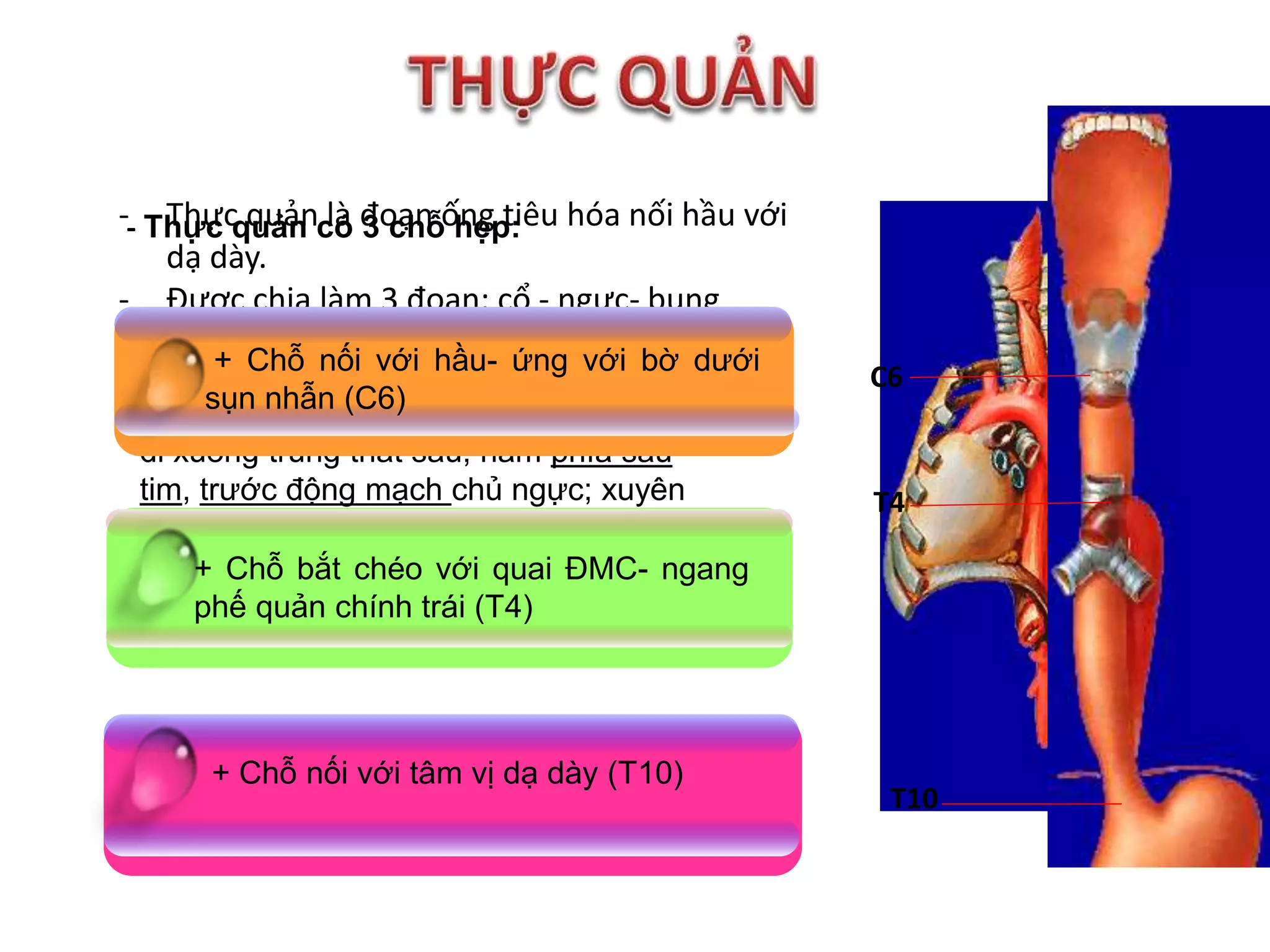 Giải Phẫu Sinh Lí Hệ Tiêu Hóa Y Khoa Trẻ Vmu | PPTX