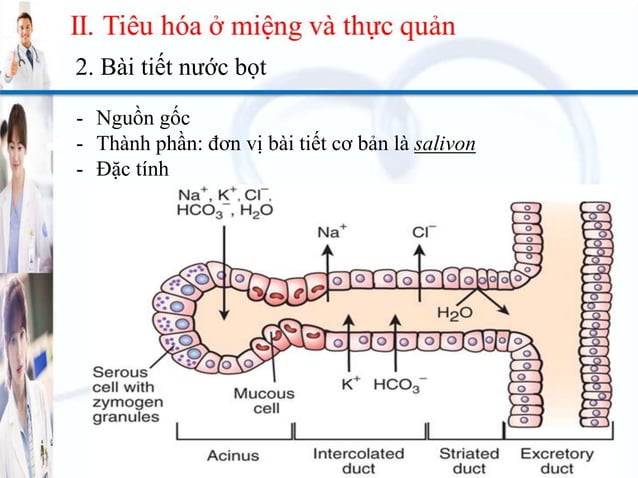 Giải Phẫu Sinh Lí Hệ Tiêu Hóa Y Khoa Trẻ Vmu | PPTX