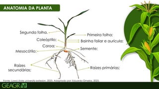Morfologia e fisiologia do milho . | PPTX