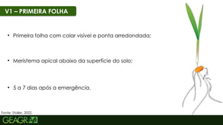 Morfologia e fisiologia do milho . | PPTX