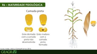 Morfologia e fisiologia do milho . | PPTX