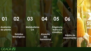 Morfologia e fisiologia do milho . | PPTX