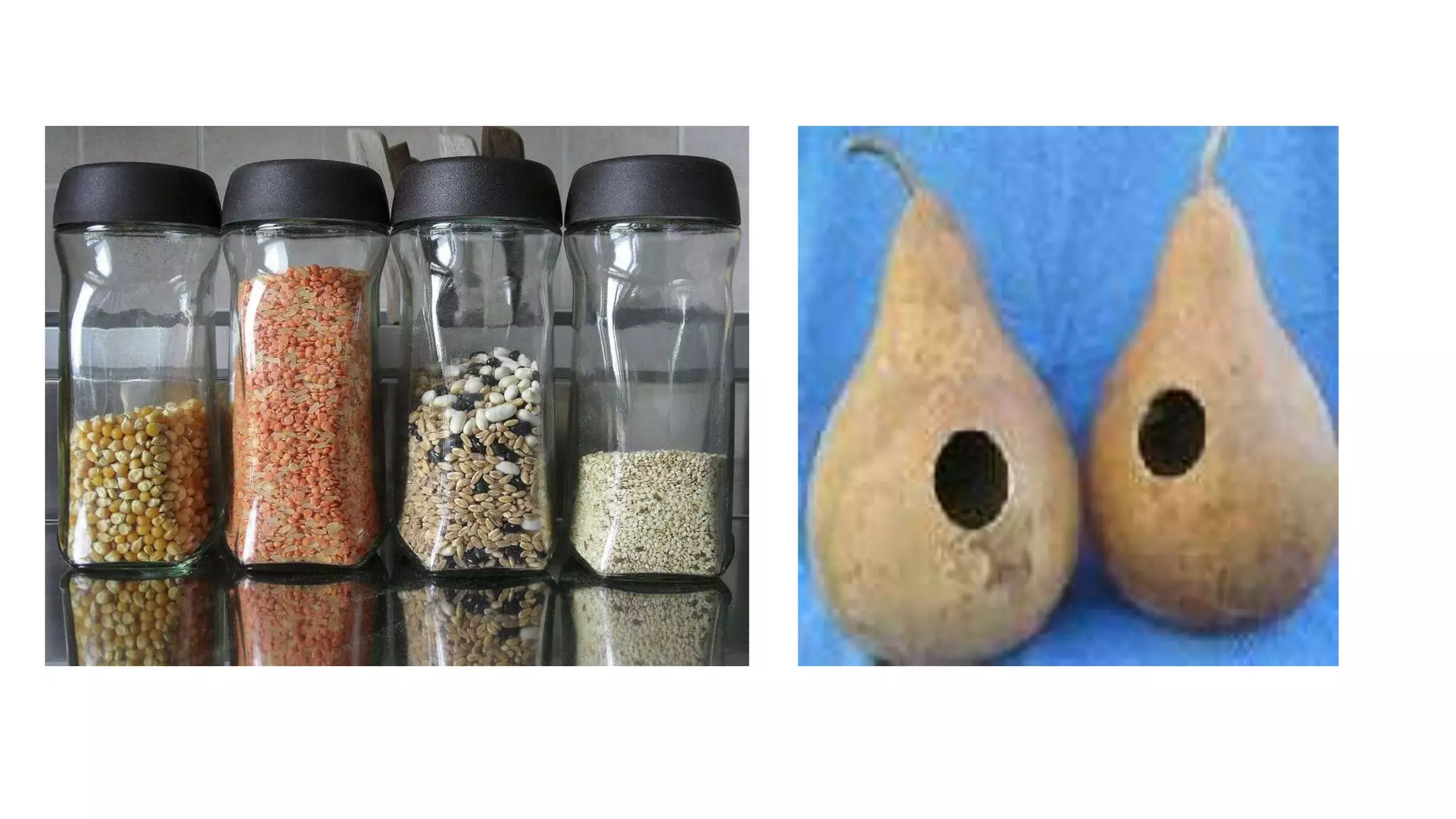 Slide of Local Seed Preservation method.pptx