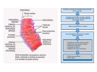 pericárdio y coracao | PPTX