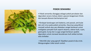 POKOK BERKHASAT MENGUKUHKAN JALAN RAYA | PPT