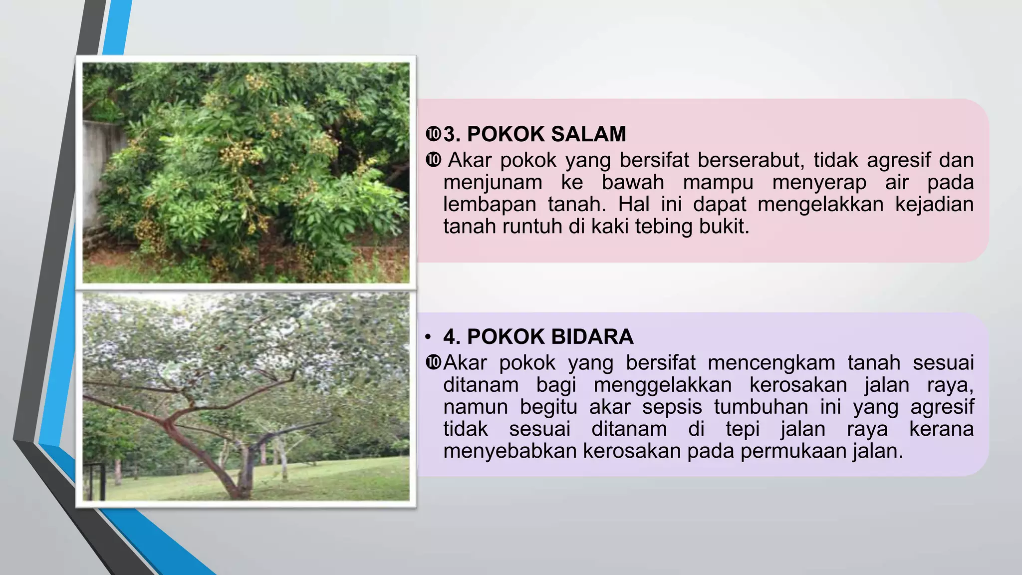LMCP 1502 POKOK BERKHASIAT MENGUKUHKAN JALAN RAYA (PROJEK AKHIR) | PPTX