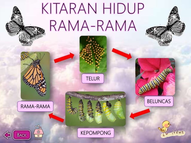 Kitaran Hidup Rama-Rama | PPTX