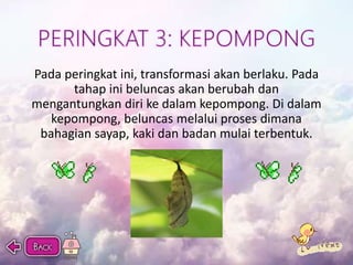 Kitaran Hidup Rama-Rama | PPTX