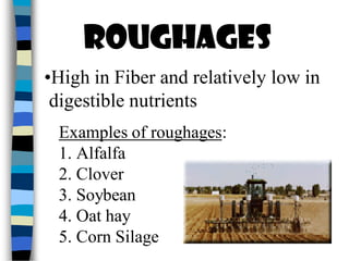 Animal feed and Nutrition | PDF