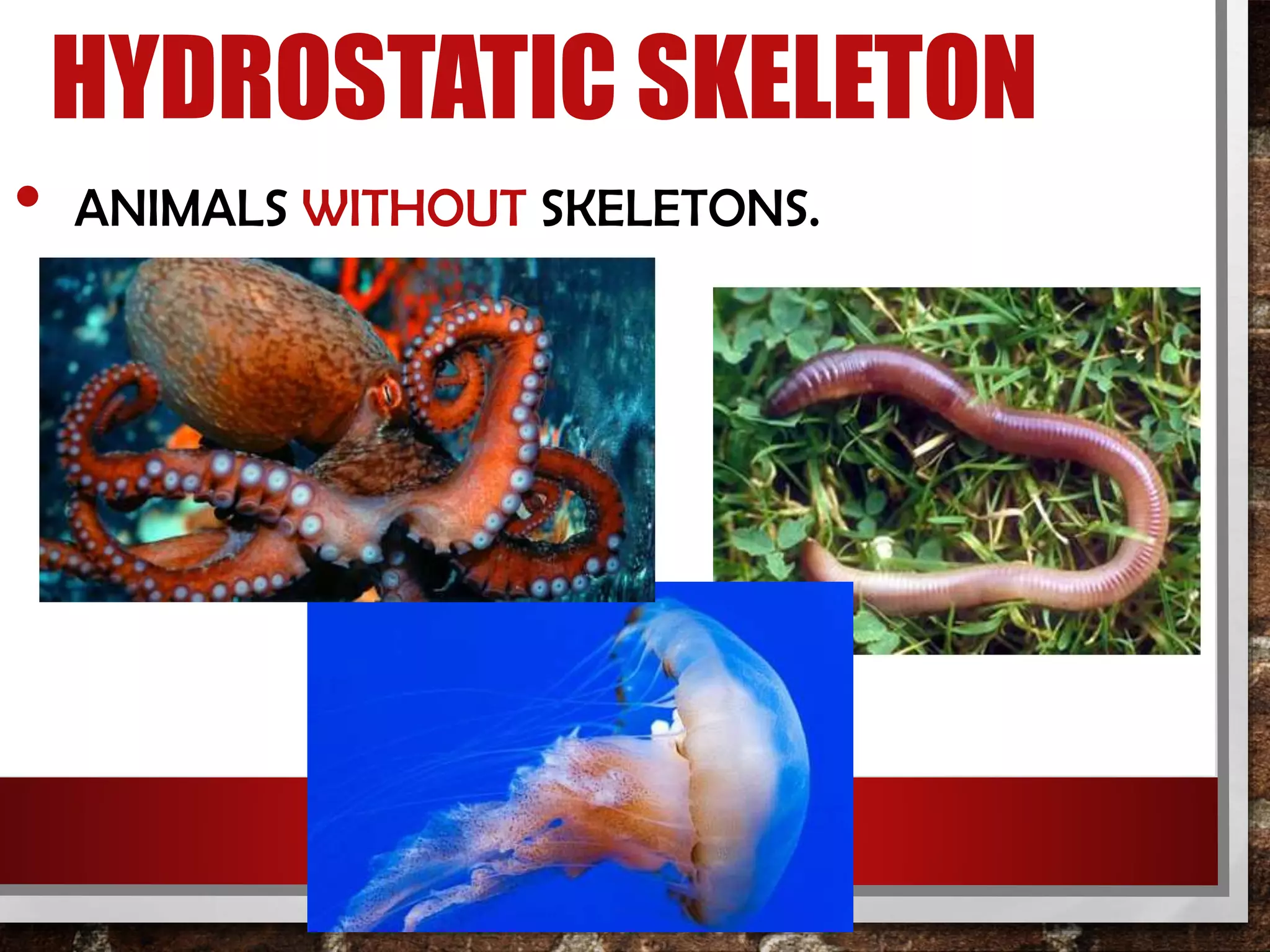 Support System in Animals | PPTX