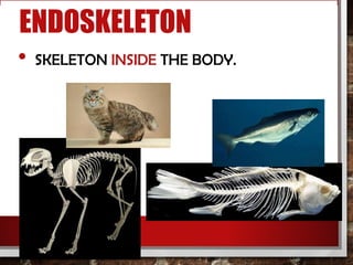 Endoskeleton Animals