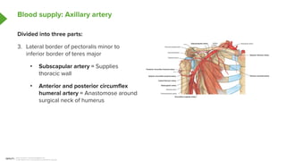 Slides_08_UpperLimbAnatomy_Pickering.pdf