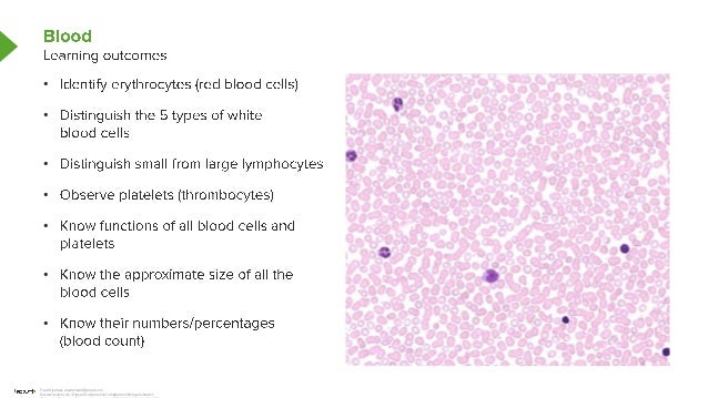 Slides_13_Types_of_Tissues_Meyer.pdf | Free Download