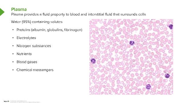 Slides_13_Types_of_Tissues_Meyer.pdf | Free Download