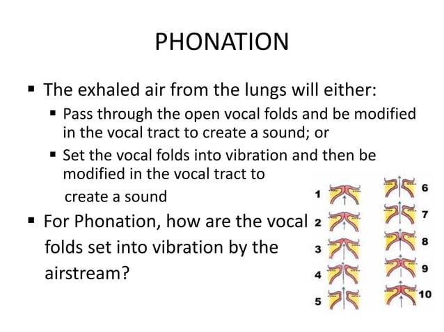 Phonetics/Anatomy study guide comd 241 .. | PPT