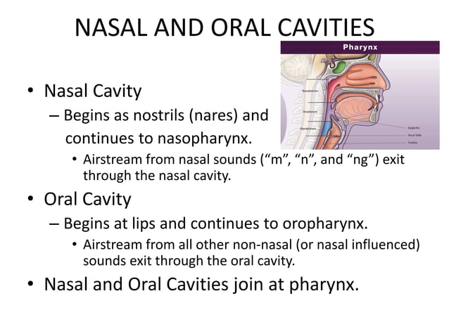 Phonetics/Anatomy study guide comd 241 .. | PPT
