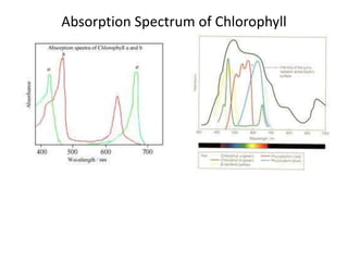 Slides 4 photosynthesis | PPTX