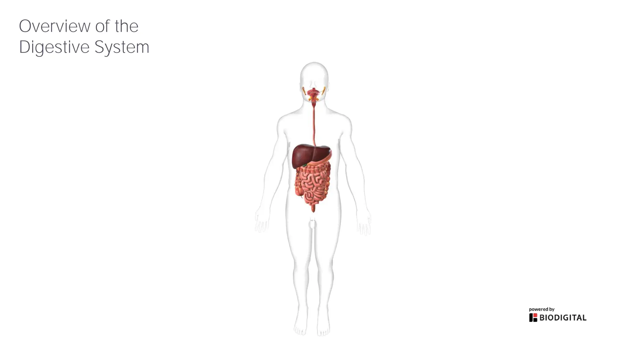 Slides_Anatomy_of_the_Digestive_System_Overview.pdf