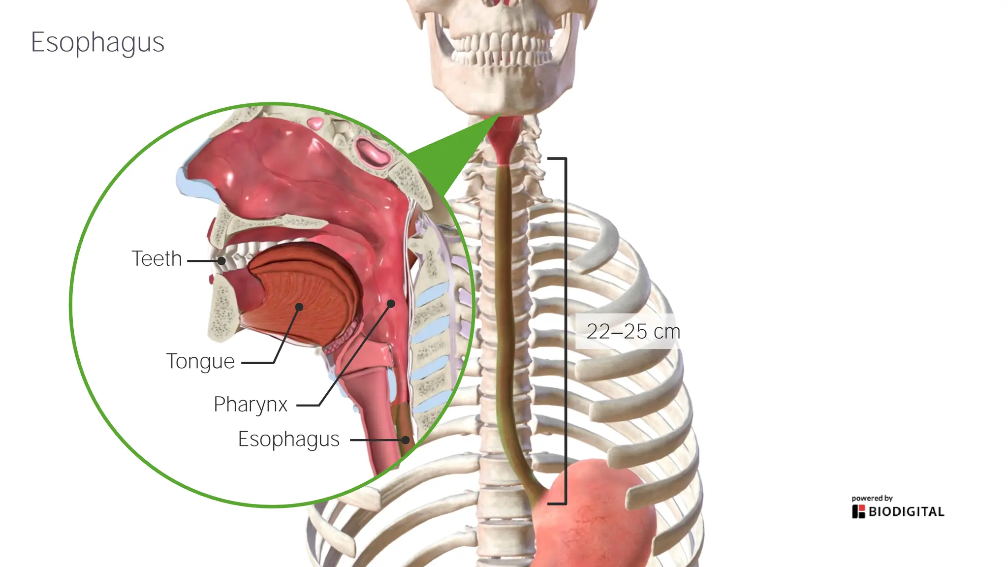 Slides_Anatomy_of_the_Oral_Cavity_Pharynx_and_Esophagus.pdf