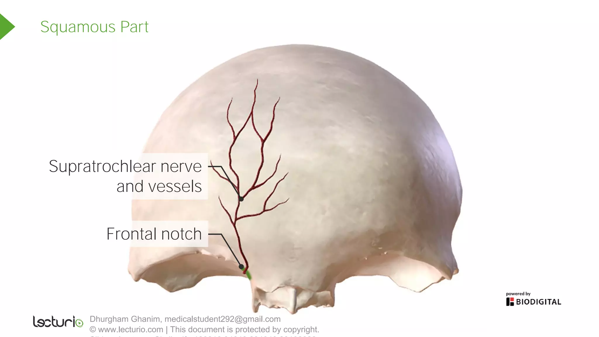 Slides_Anatomy_Skull.pdf